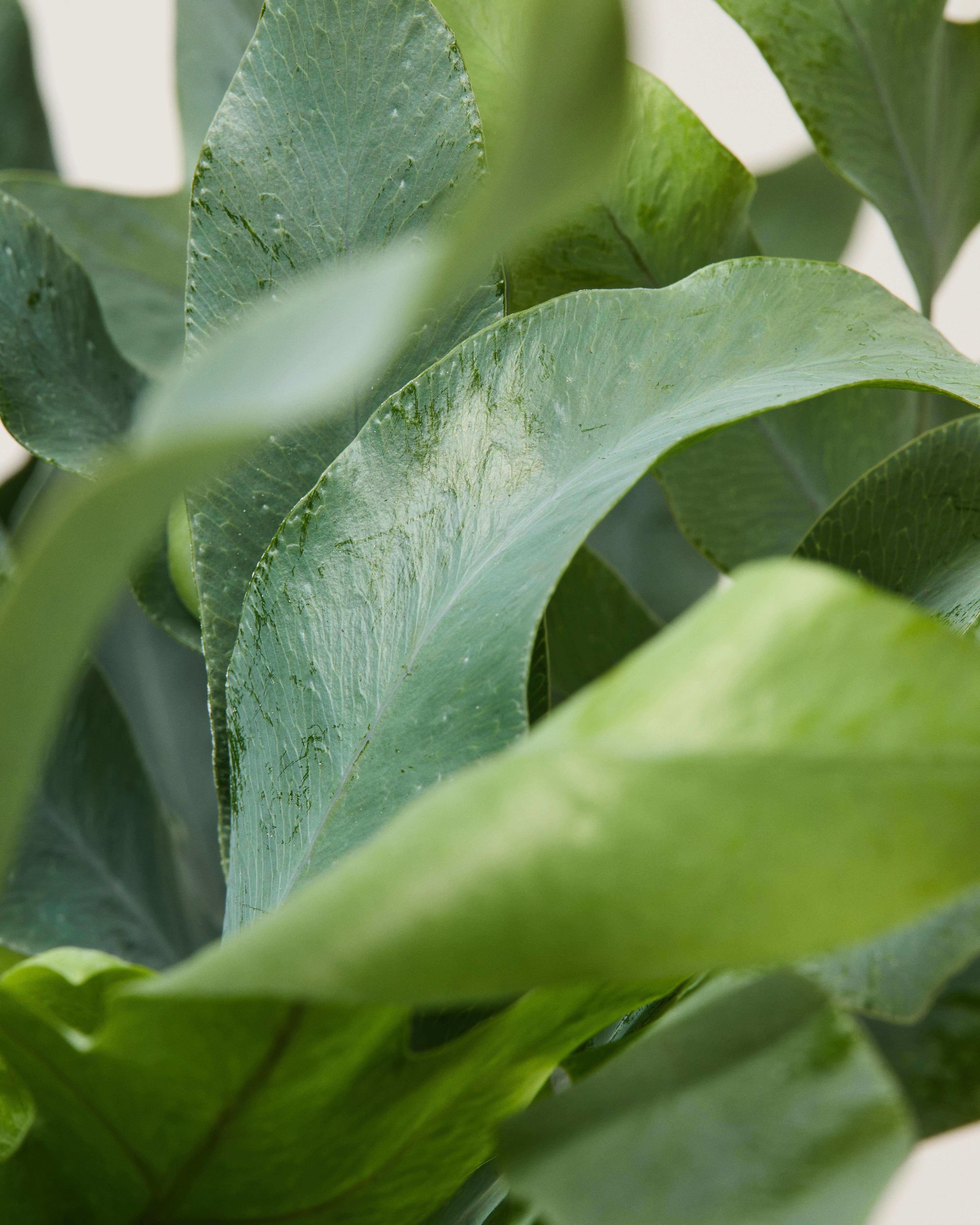 Blue Star Fern | Phlebodium Aureum | The Stem