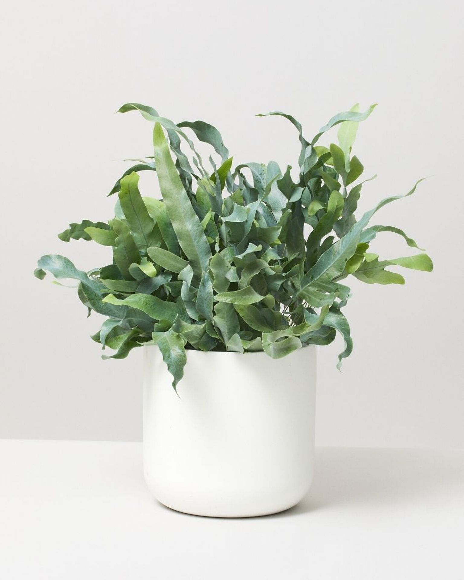 Blue Star Fern | Phlebodium Aureum | The Stem