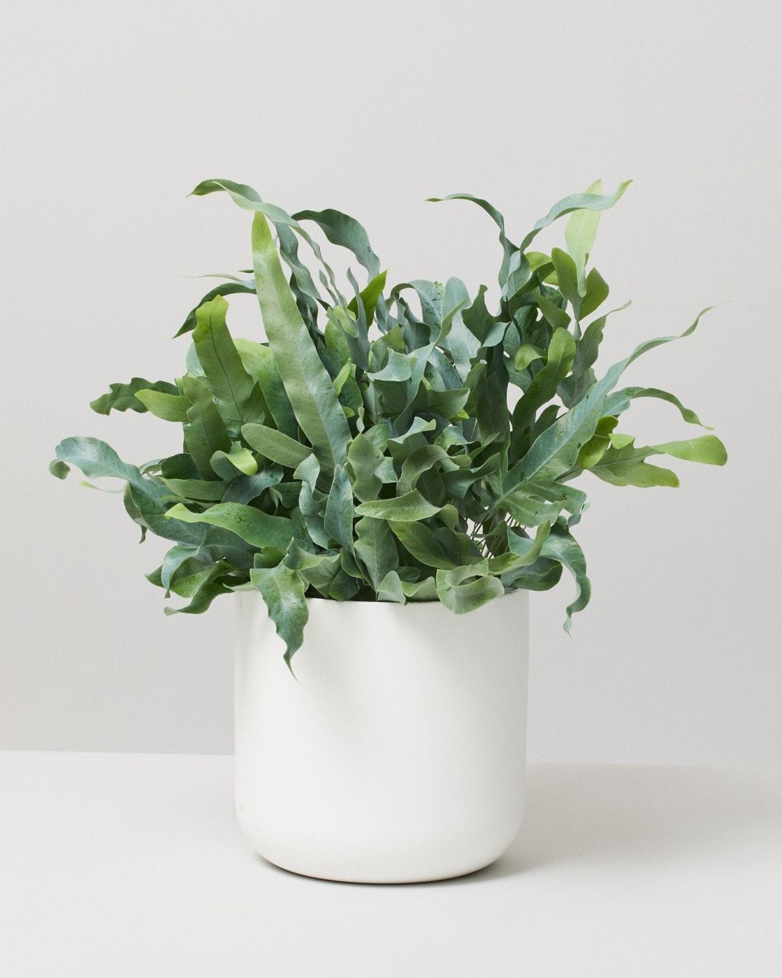 Blue Star Fern | Phlebodium Aureum | Indoor Plants & Houseplants | The Stem