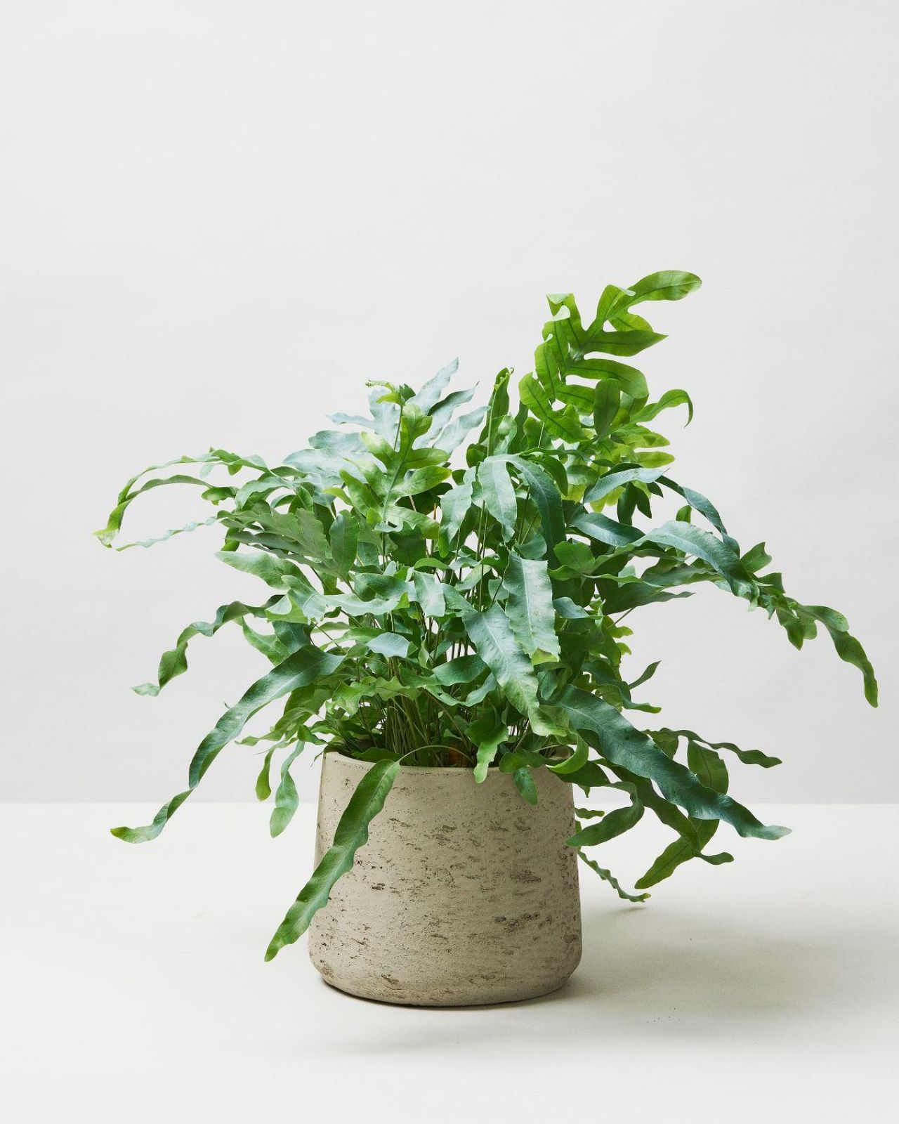 Blue Star Fern | Phlebodium Aureum | Indoor Plants & Houseplants | The Stem