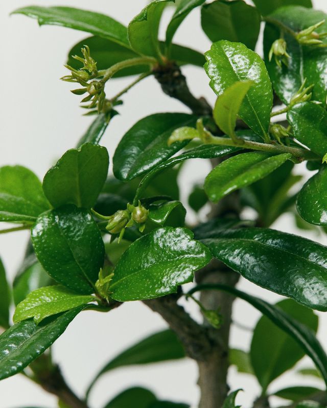 Bonsai | Fukien Tea Tree | Indoor Plants Delivered London | The Stem