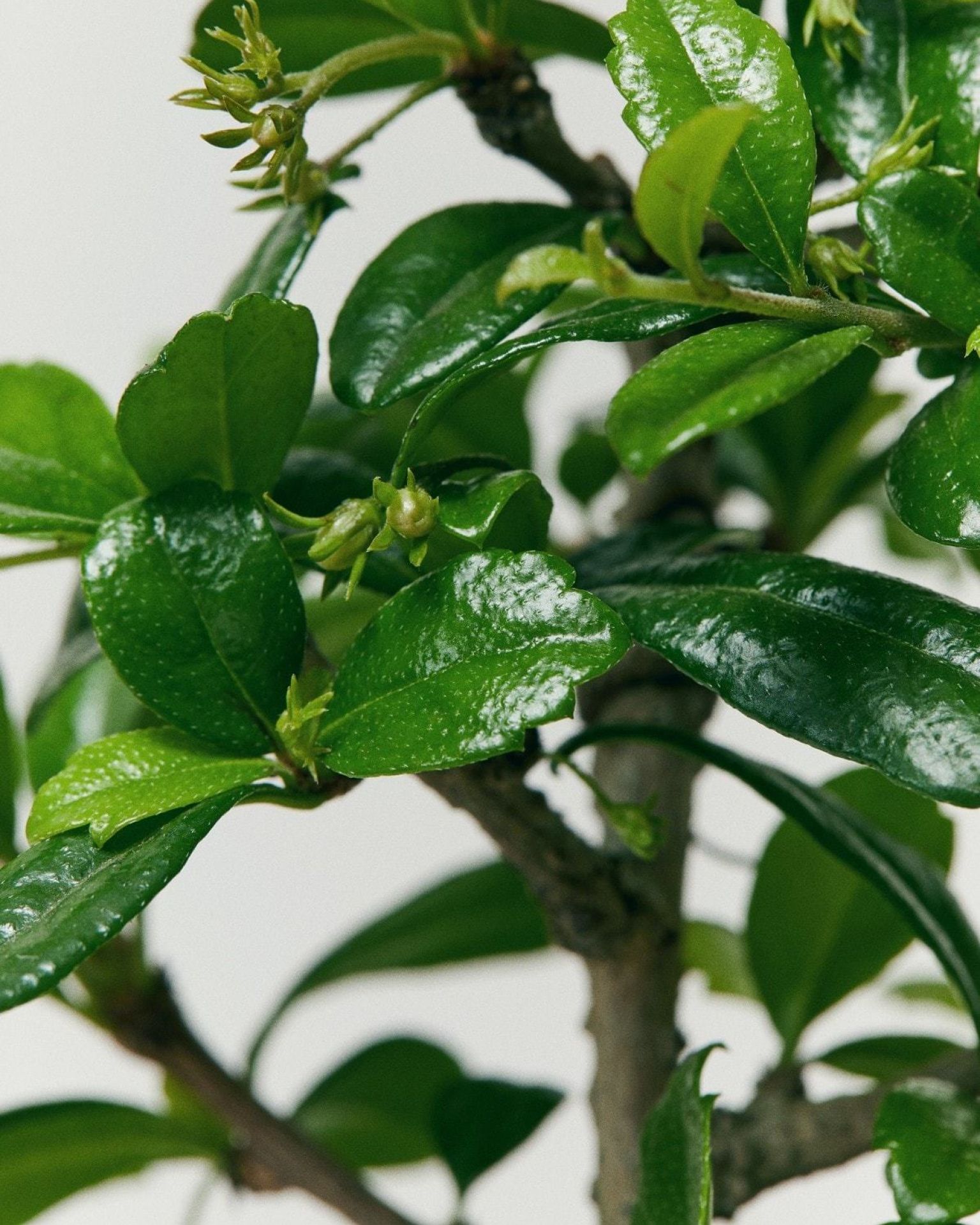 Bonsai Fukien Tea Tree | Carmona retusa | Bonsai | Indoor Plants ...