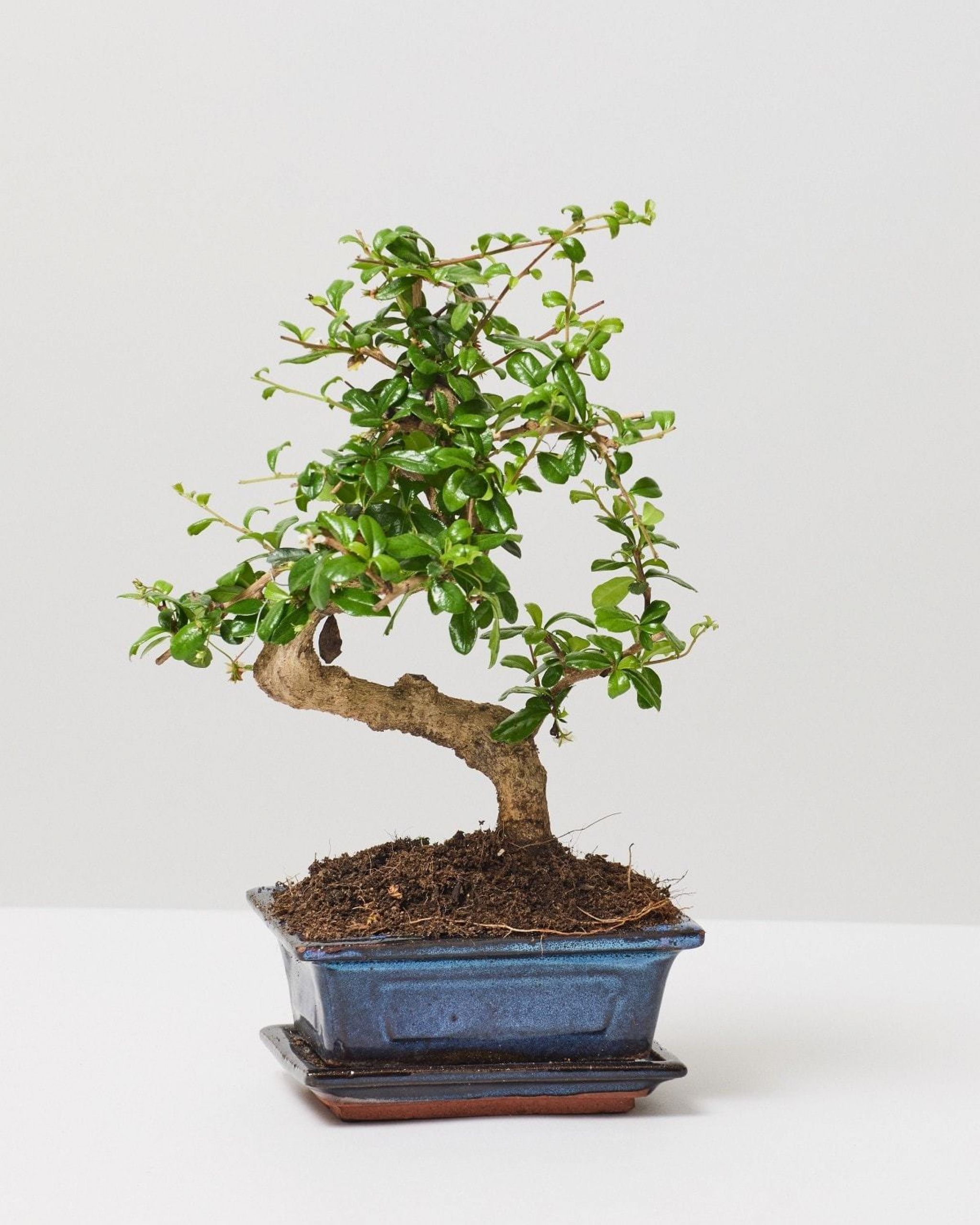 Bonsai Fukien Tea Tree | Carmona retusa | Bonsai | Indoor Plants ...
