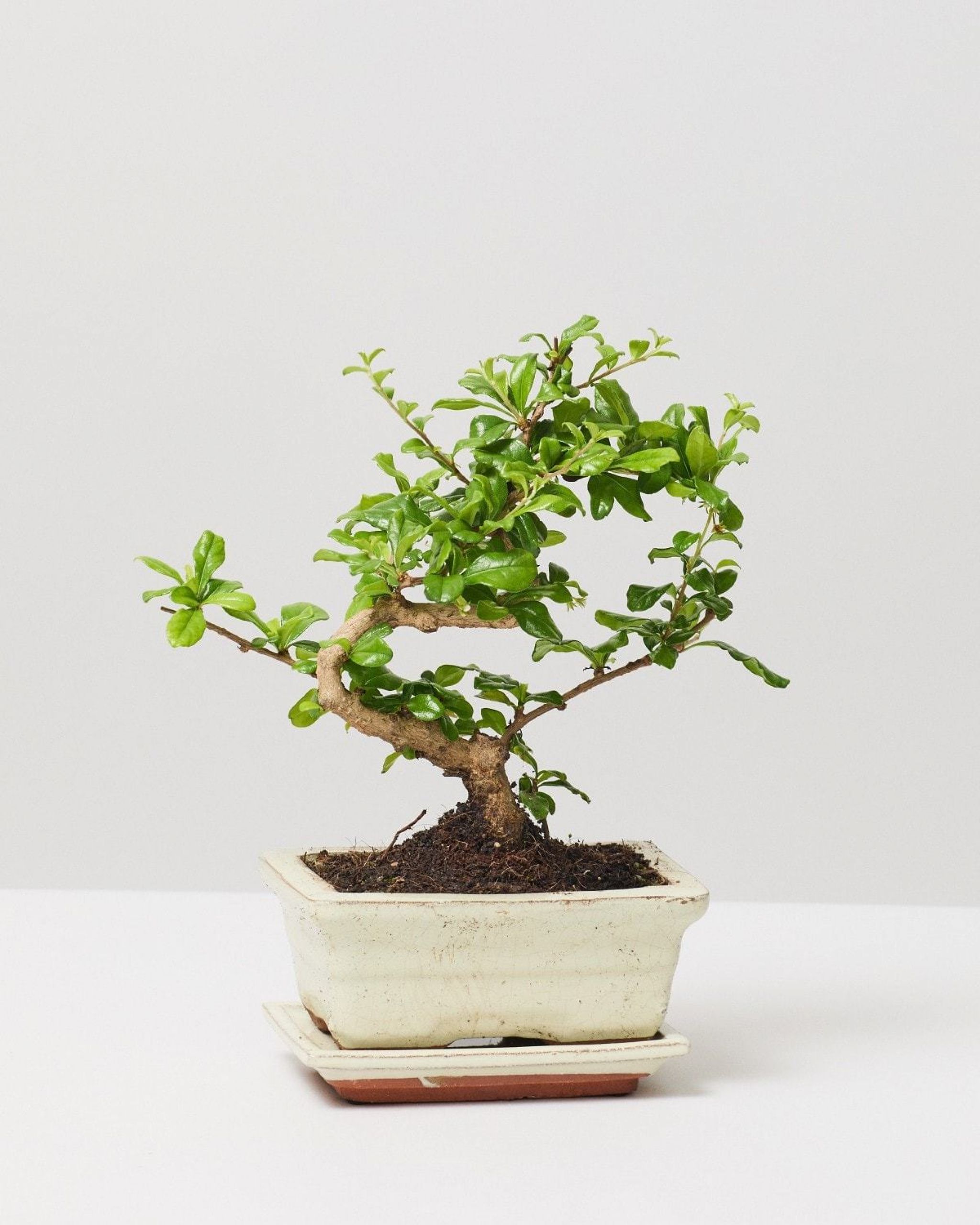 Bonsai Fukien Tea Tree | Carmona retusa | Bonsai | Indoor Plants ...