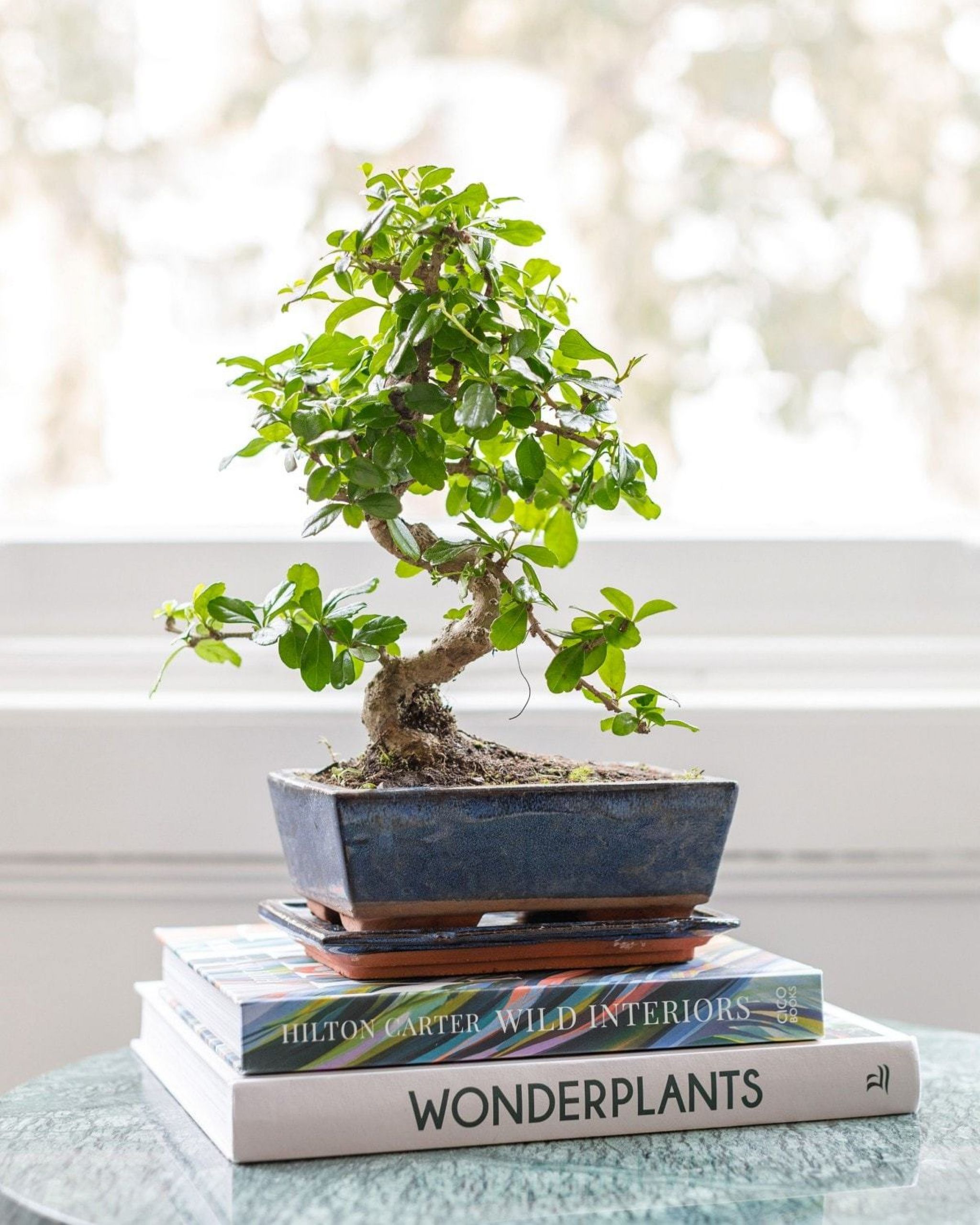 Bonsai Fukien Tea Tree | Carmona retusa | Bonsai | Indoor Plants ...