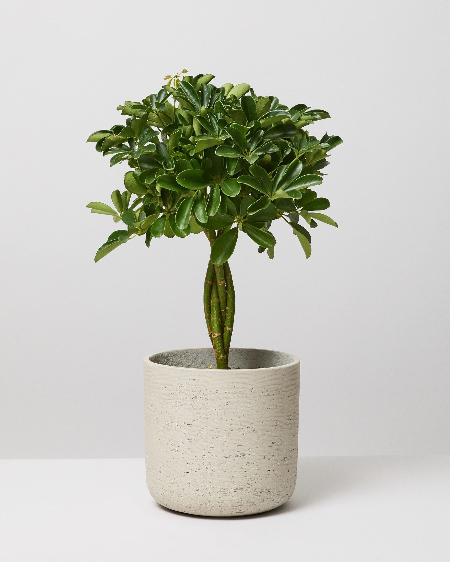 Braided Umbrella Tree Plant | Schefflera | The Stem