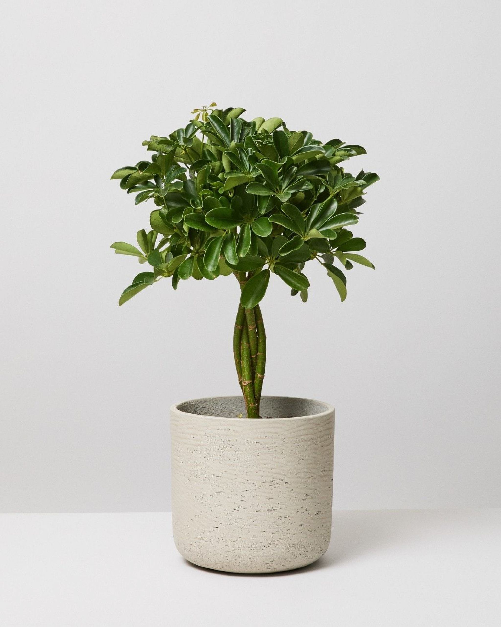 Umbrella Tree Braided | Schefflera Braided | Houseplants | The Stem