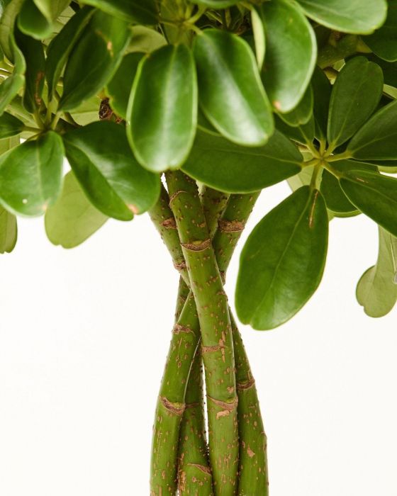 Umbrella Tree Braided | Schefflera Braided | Houseplants | The Stem