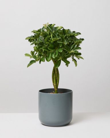 Umbrella Tree Braided | Schefflera Braided | Houseplants | The Stem