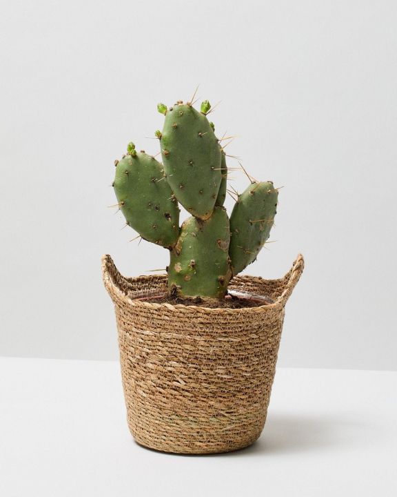 Cowboy Cactus | Euphorbia Ingens | Indoor Plants & Houseplants | The Stem