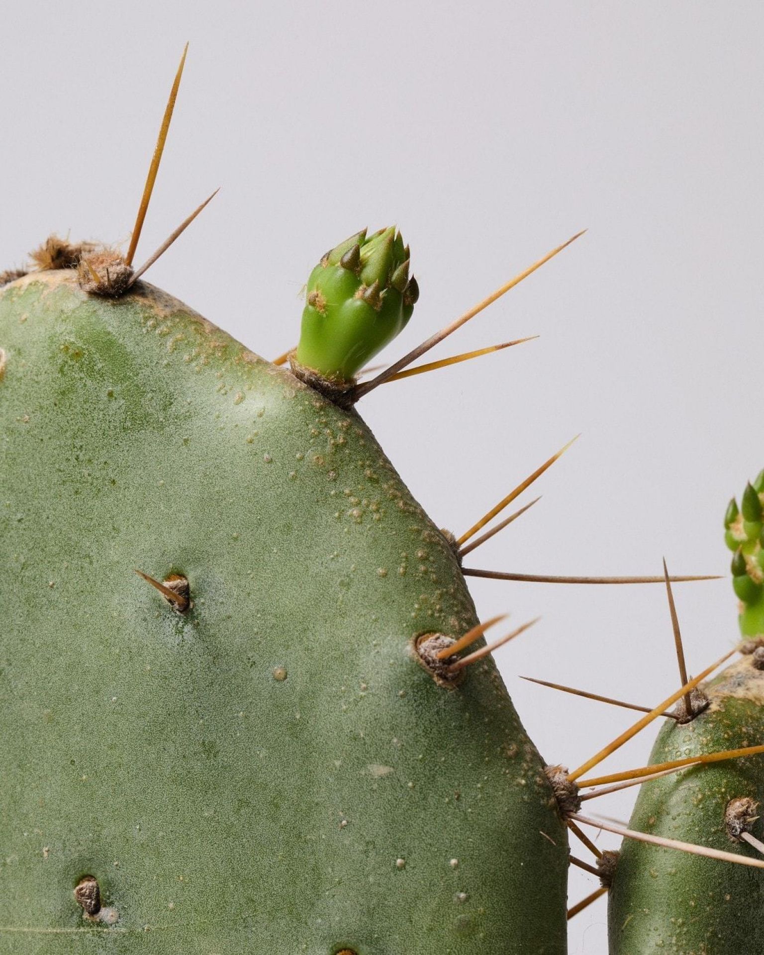 Bunny Ear Cactus | Opuntia Microdasys | Cacti & Succulents | Indoor ...