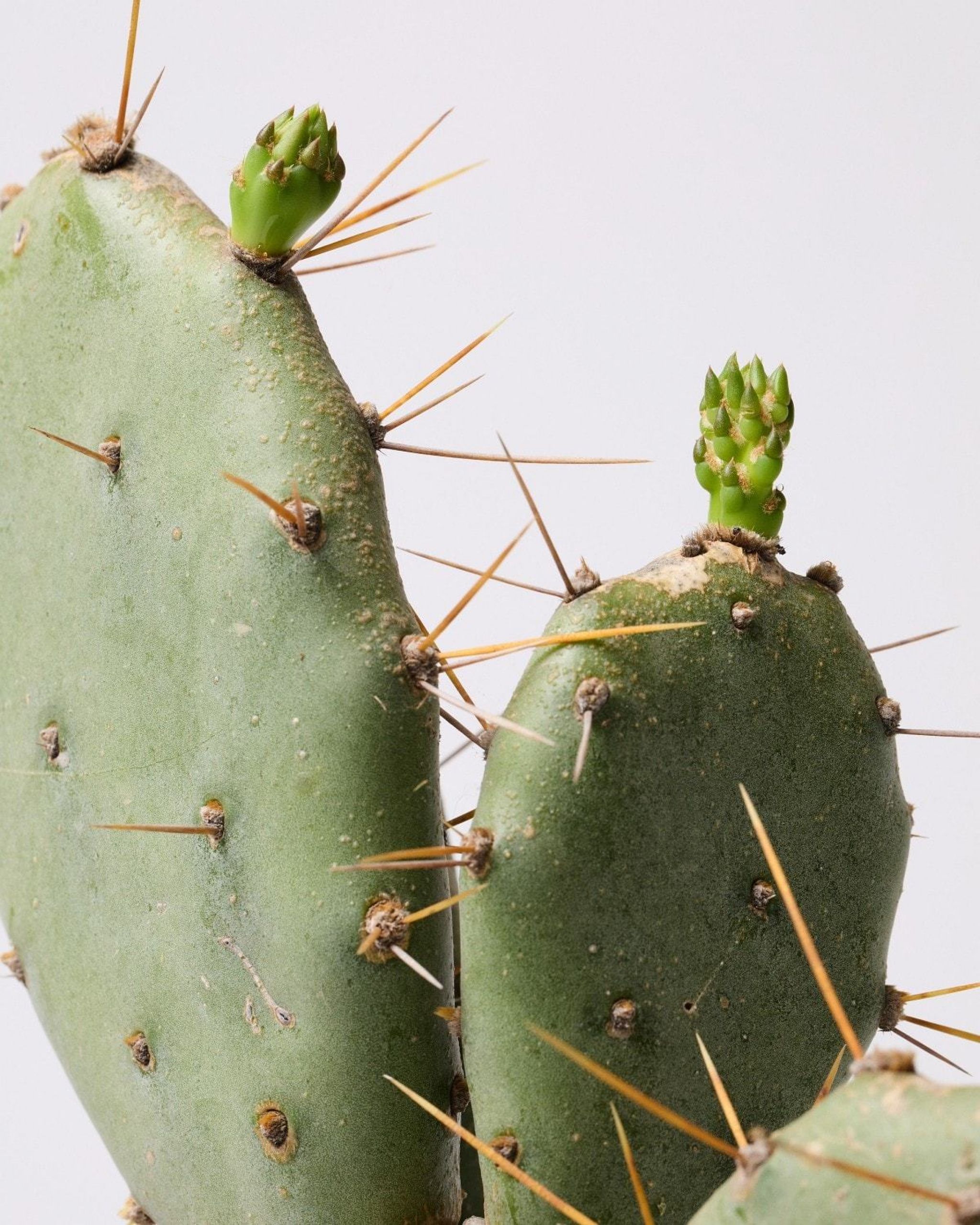 Bunny Ear Cactus | Opuntia Microdasys | Cacti & Succulents | Indoor ...