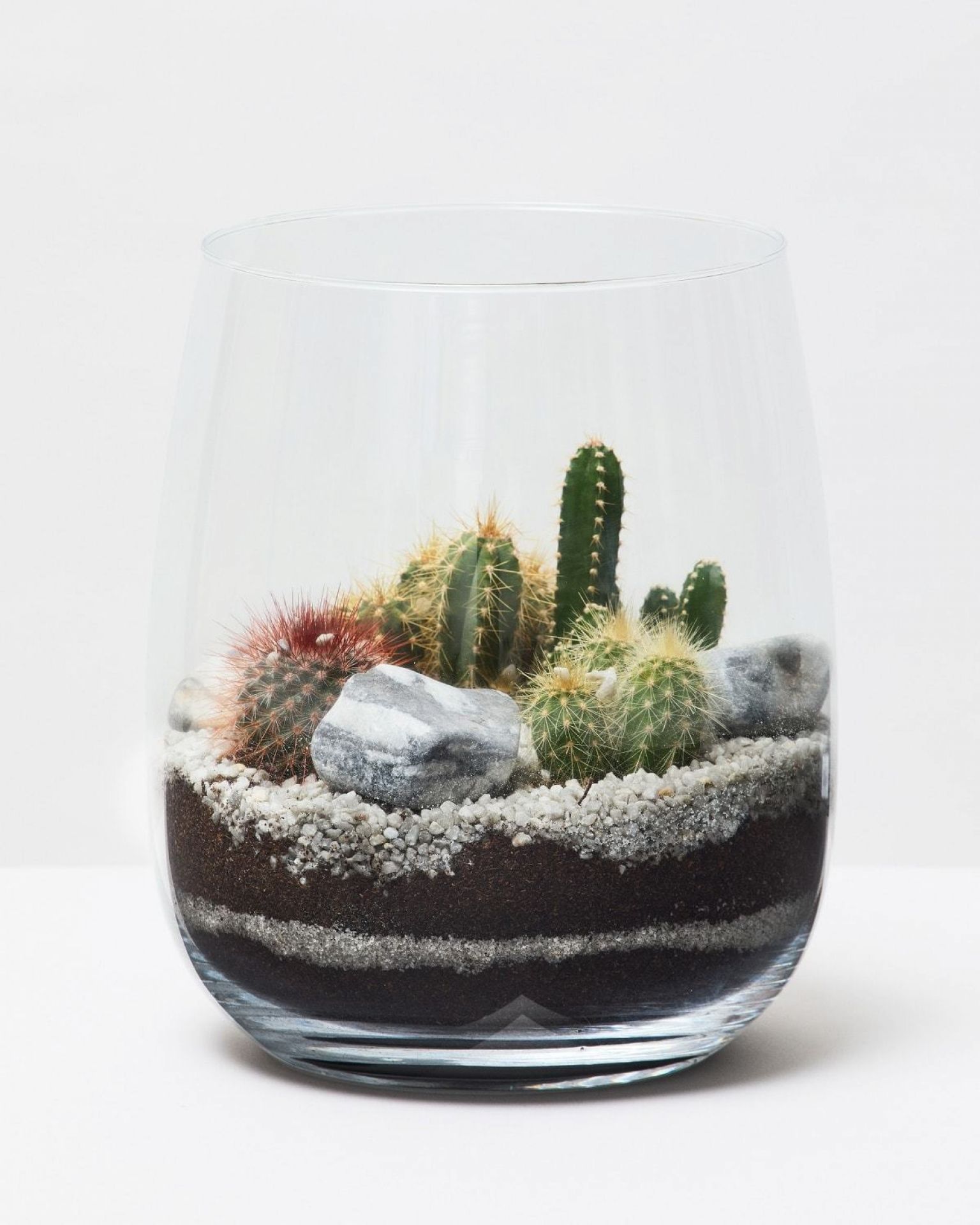 Cactus in Glass | Cactus Plants | The Stem