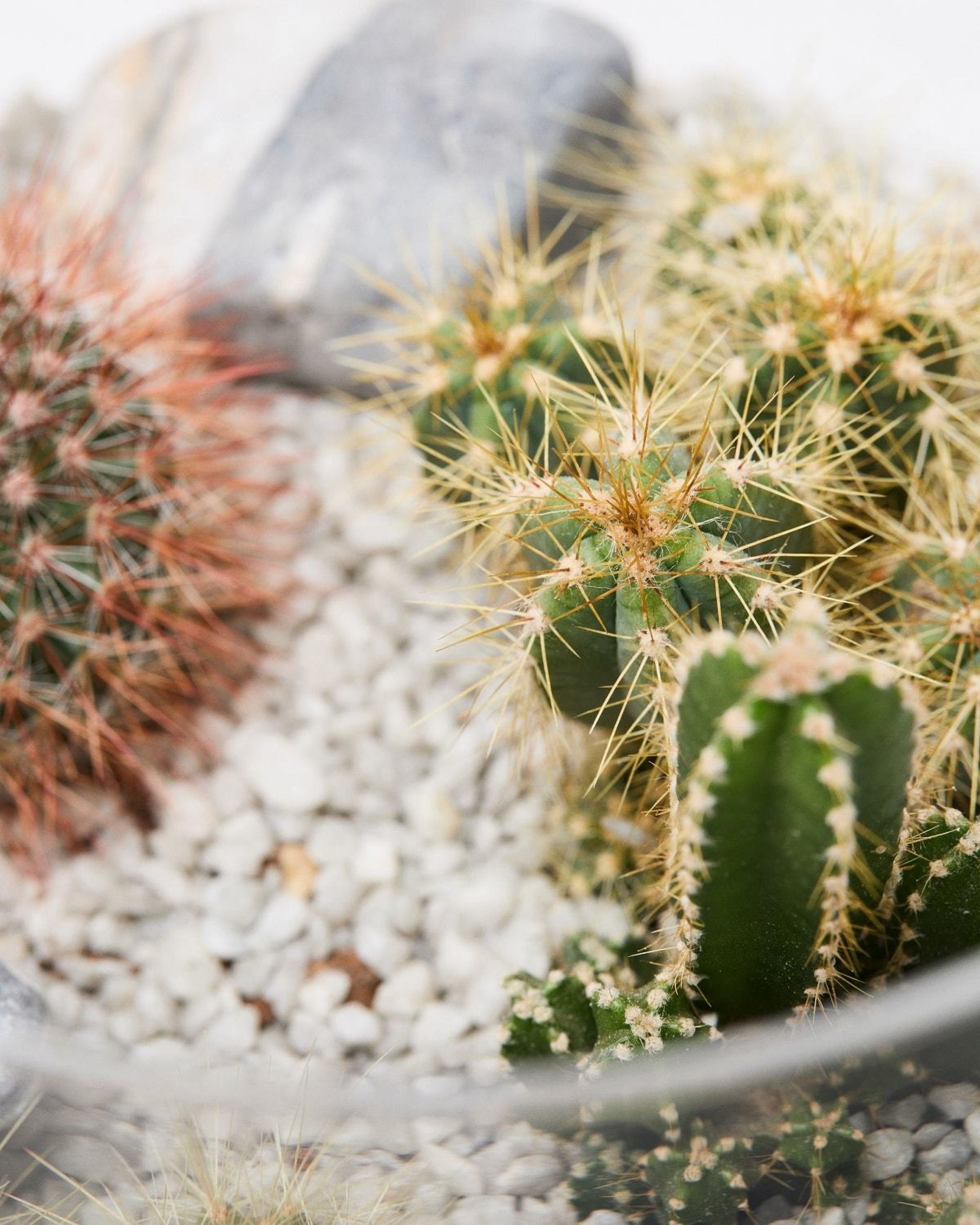 Cactus in Glass | Cactus Plants | The Stem