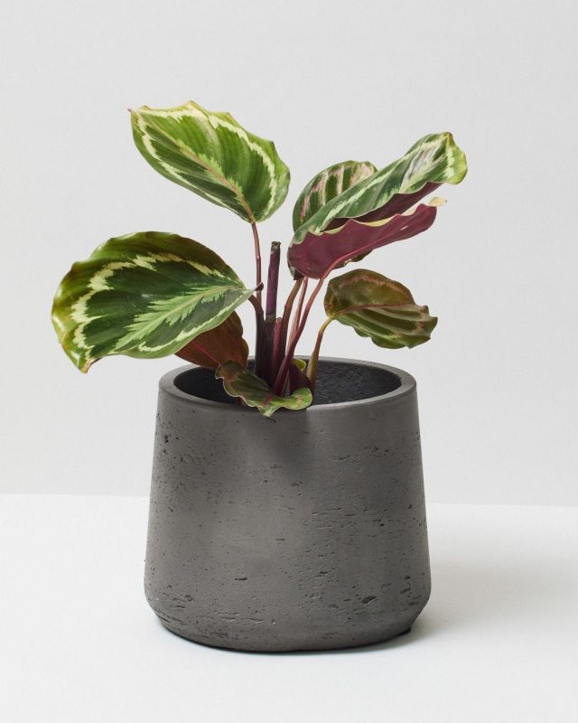 Calathea Pin Stripe | Calathea Ornata | Indoor Plants & Houseplants ...