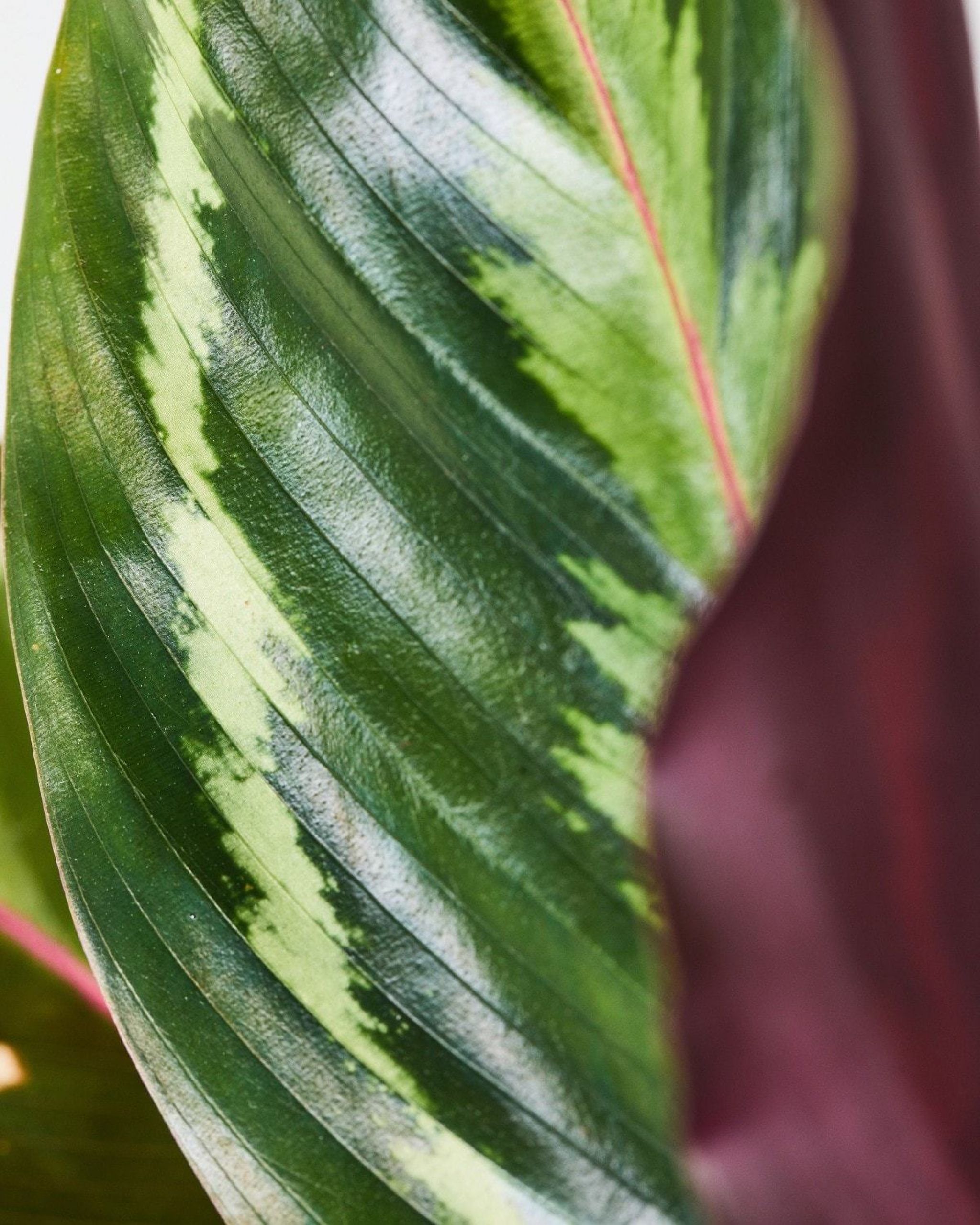 Calathea Medallion | Calathea Veitchiana | Indoor Plants & Houseplants ...