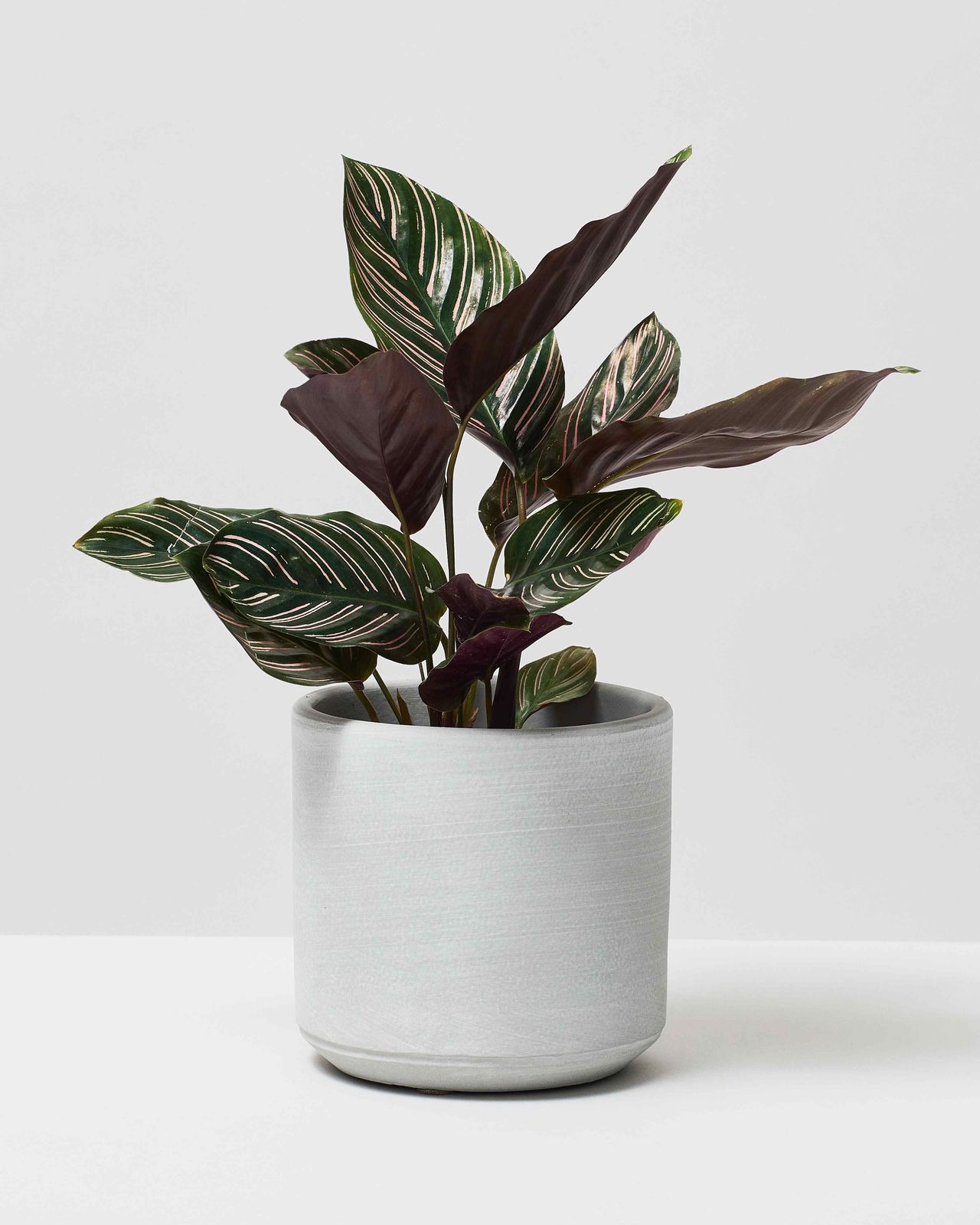 Calathea Pin Stripe | Calathea Sanderiana Ornata | The Stem