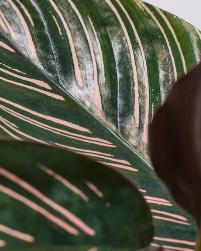 Calathea Pin Stripe | Calathea Sanderiana Ornata | The Stem