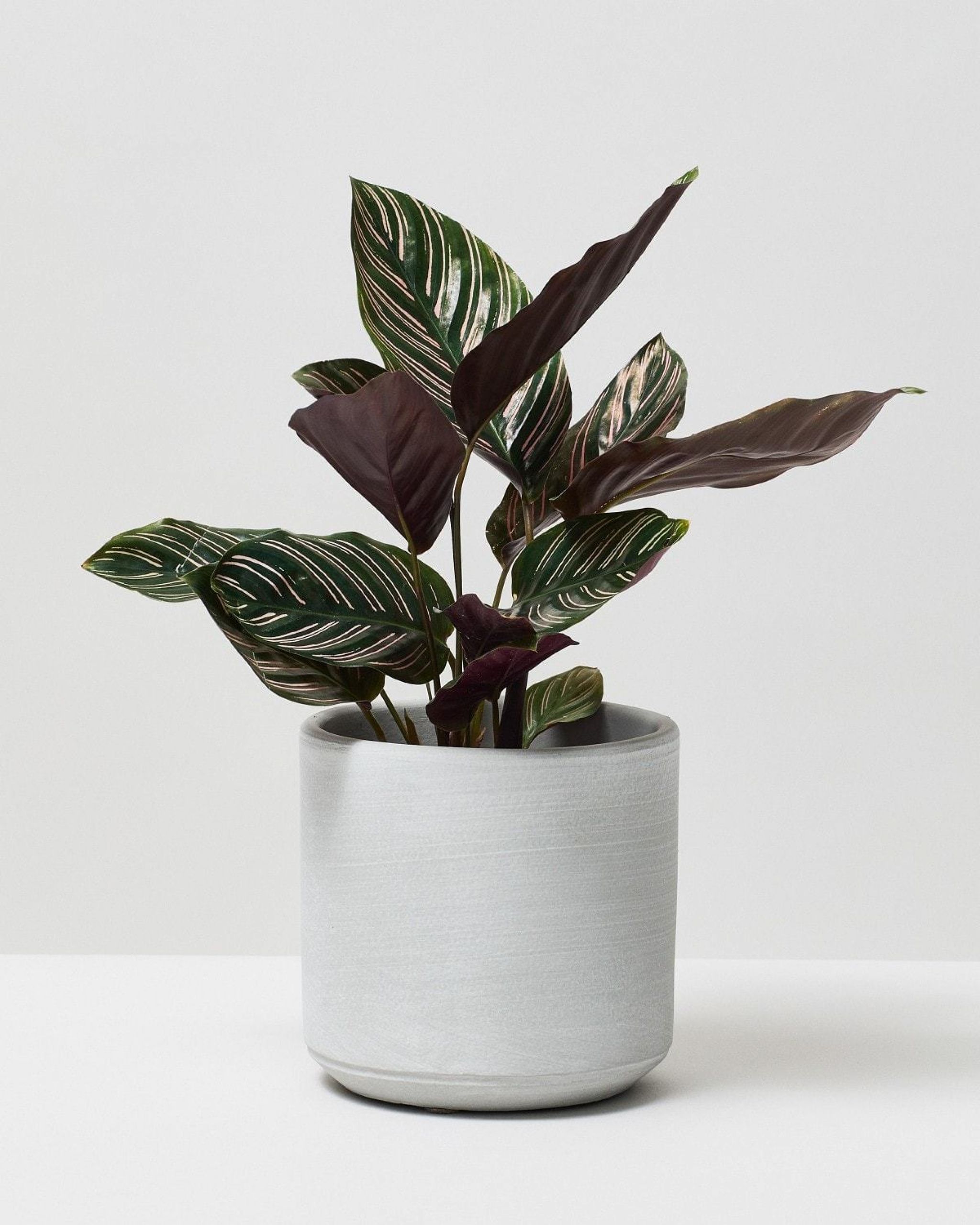 Calathea Pin Stripe | Calathea Ornata | Indoor Plants & Houseplants ...