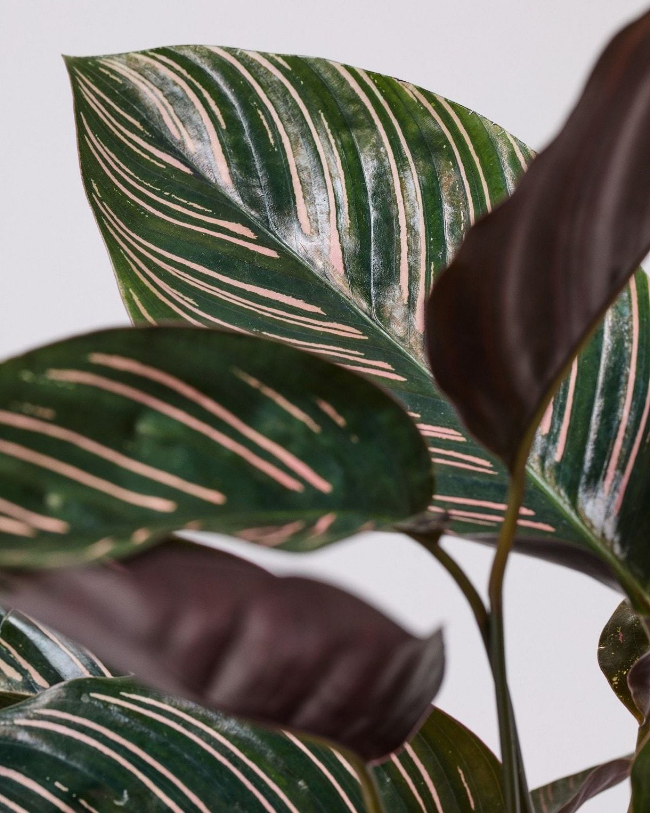 Calathea Pin Stripe | Calathea Ornata | Indoor Plants & Houseplants ...