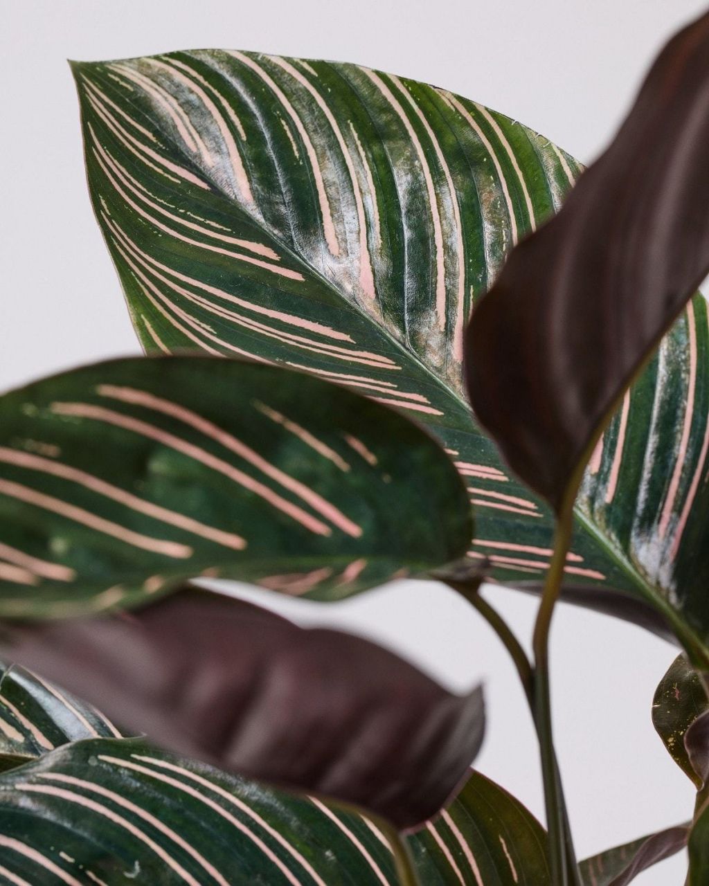Calathea Pin Stripe | Calathea Ornata | Indoor Plants & Houseplants ...