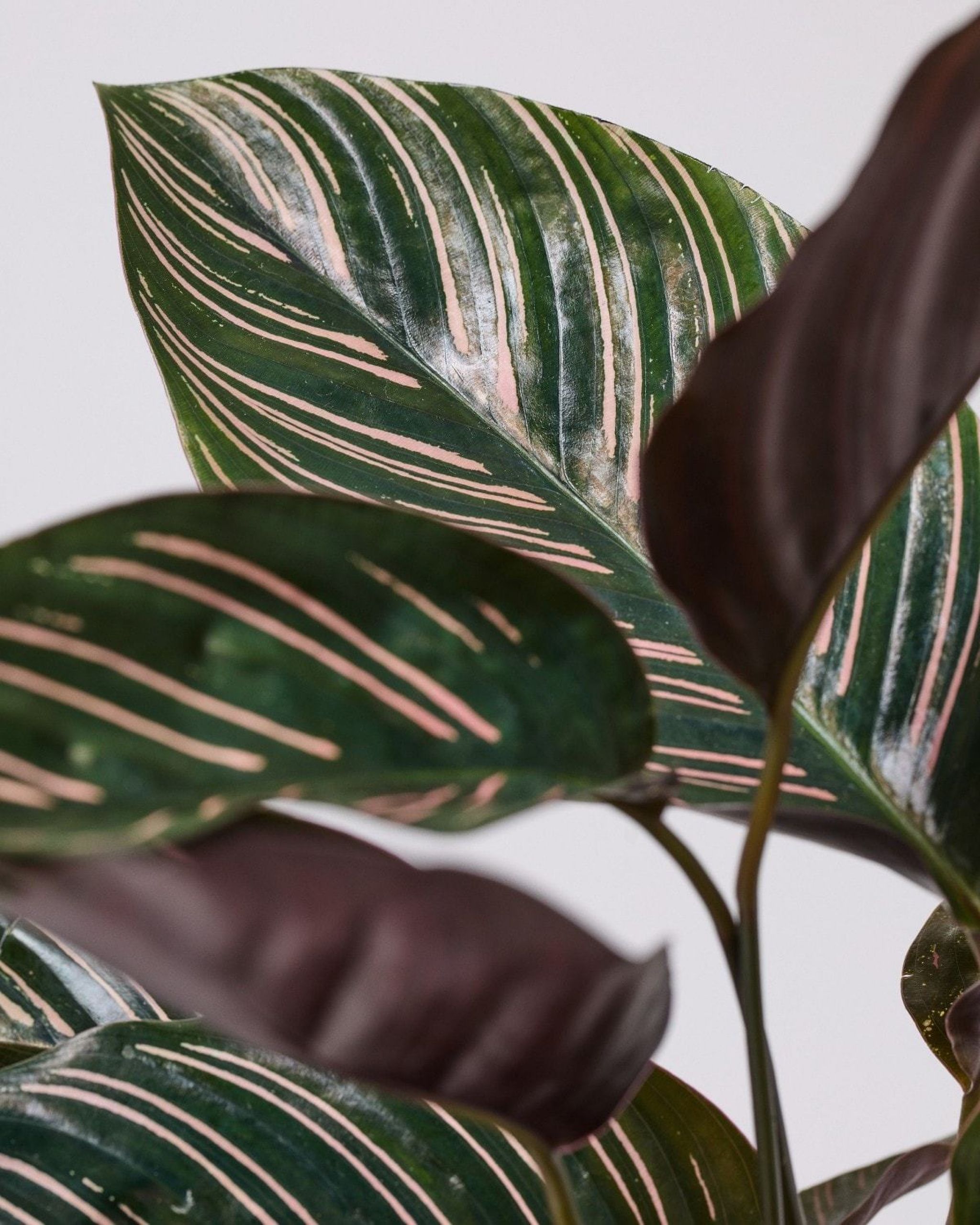 Calathea Pin Stripe | Calathea Ornata | Indoor Plants & Houseplants ...