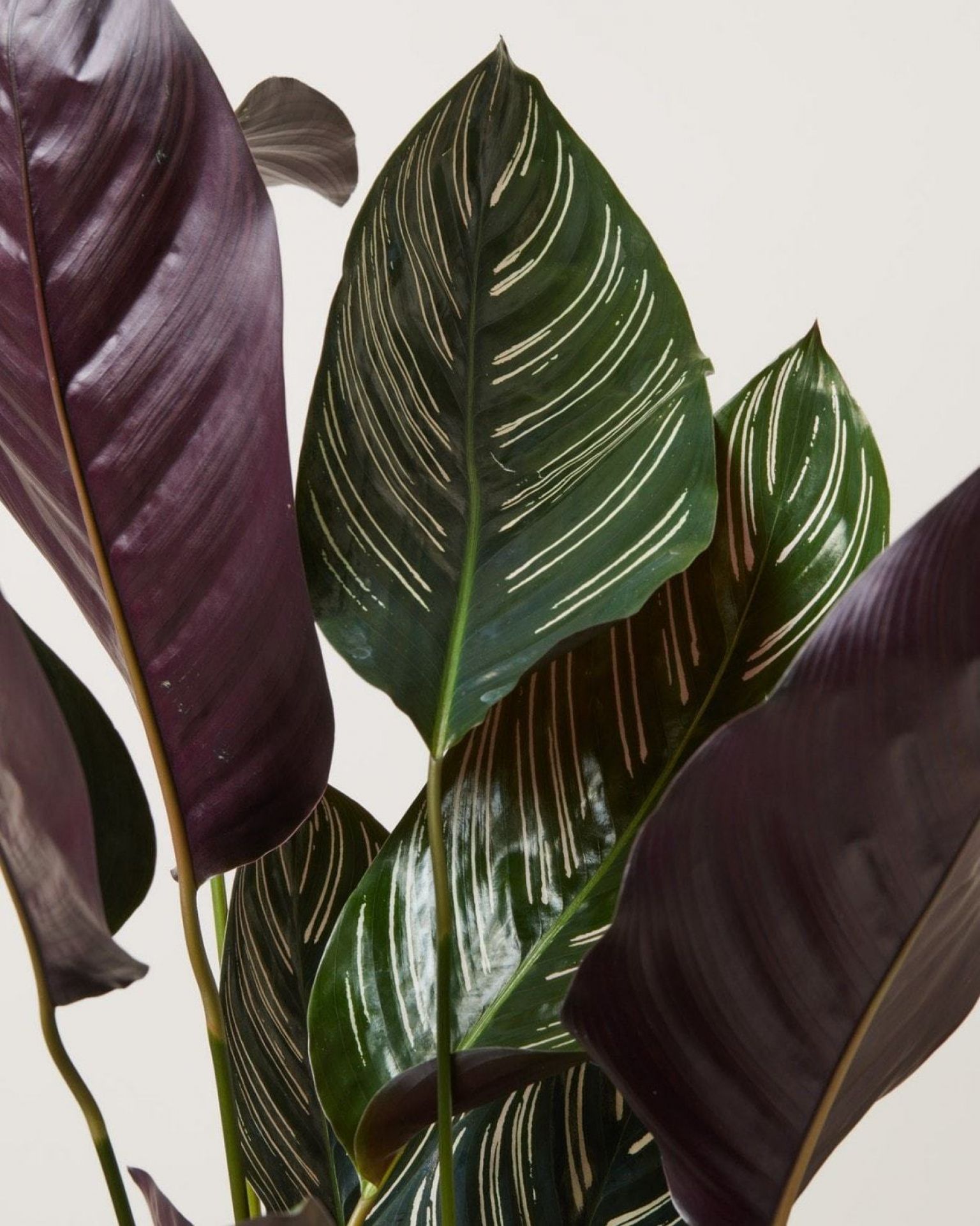 Calathea Pin Stripe | Calathea Ornata | Indoor Plants & Houseplants ...