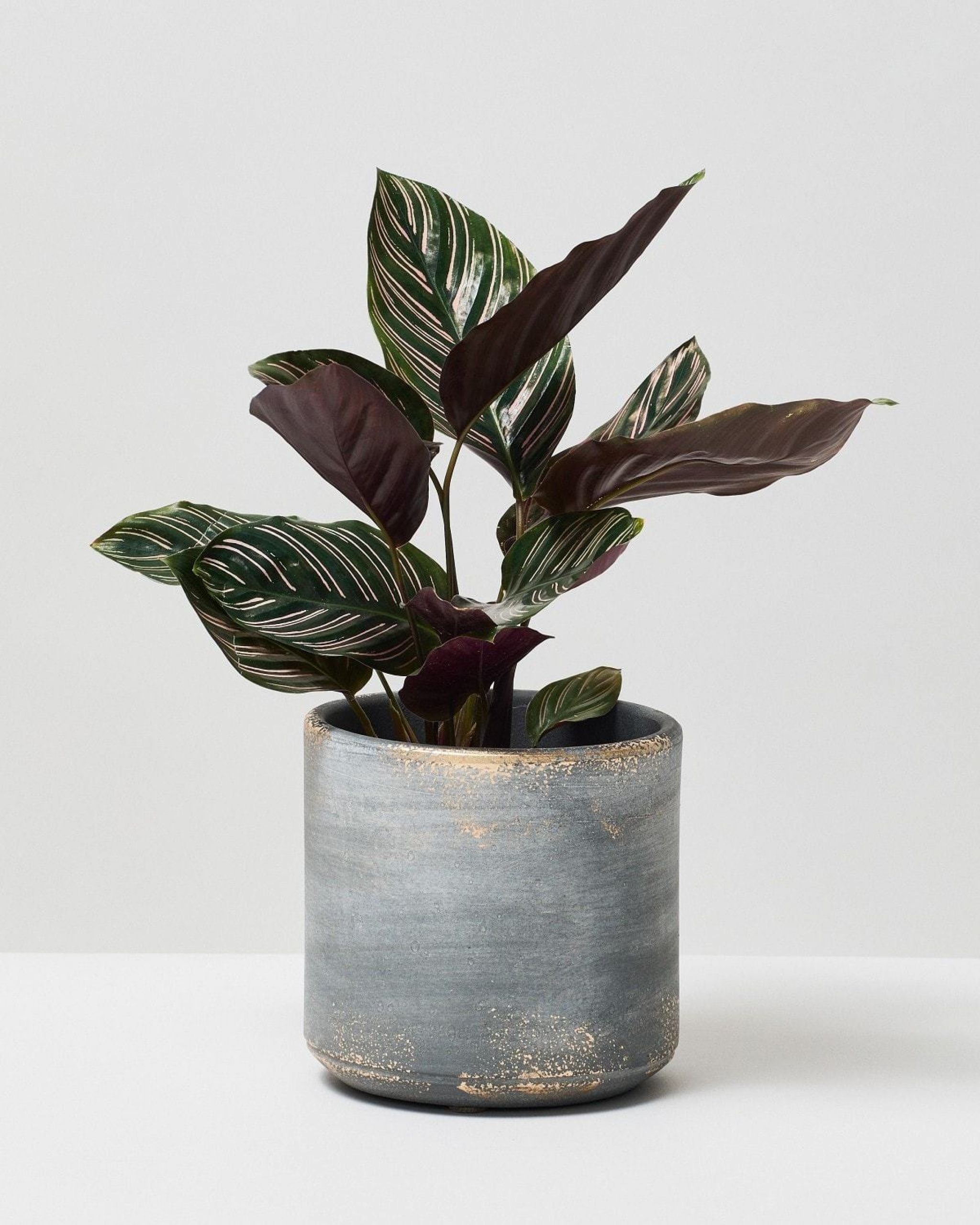 Calathea Pin Stripe | Calathea Ornata | Indoor Plants & Houseplants ...
