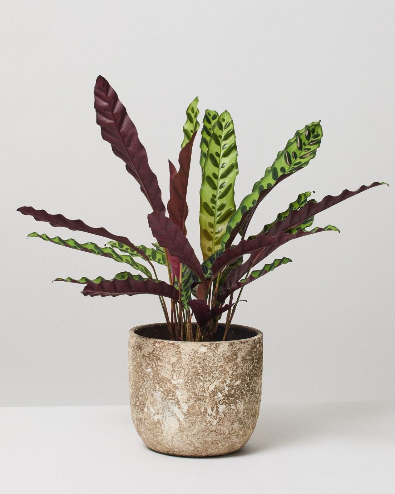 Calathea Rattlesnake | Calathea Lancifolia | Indoor Plants ...