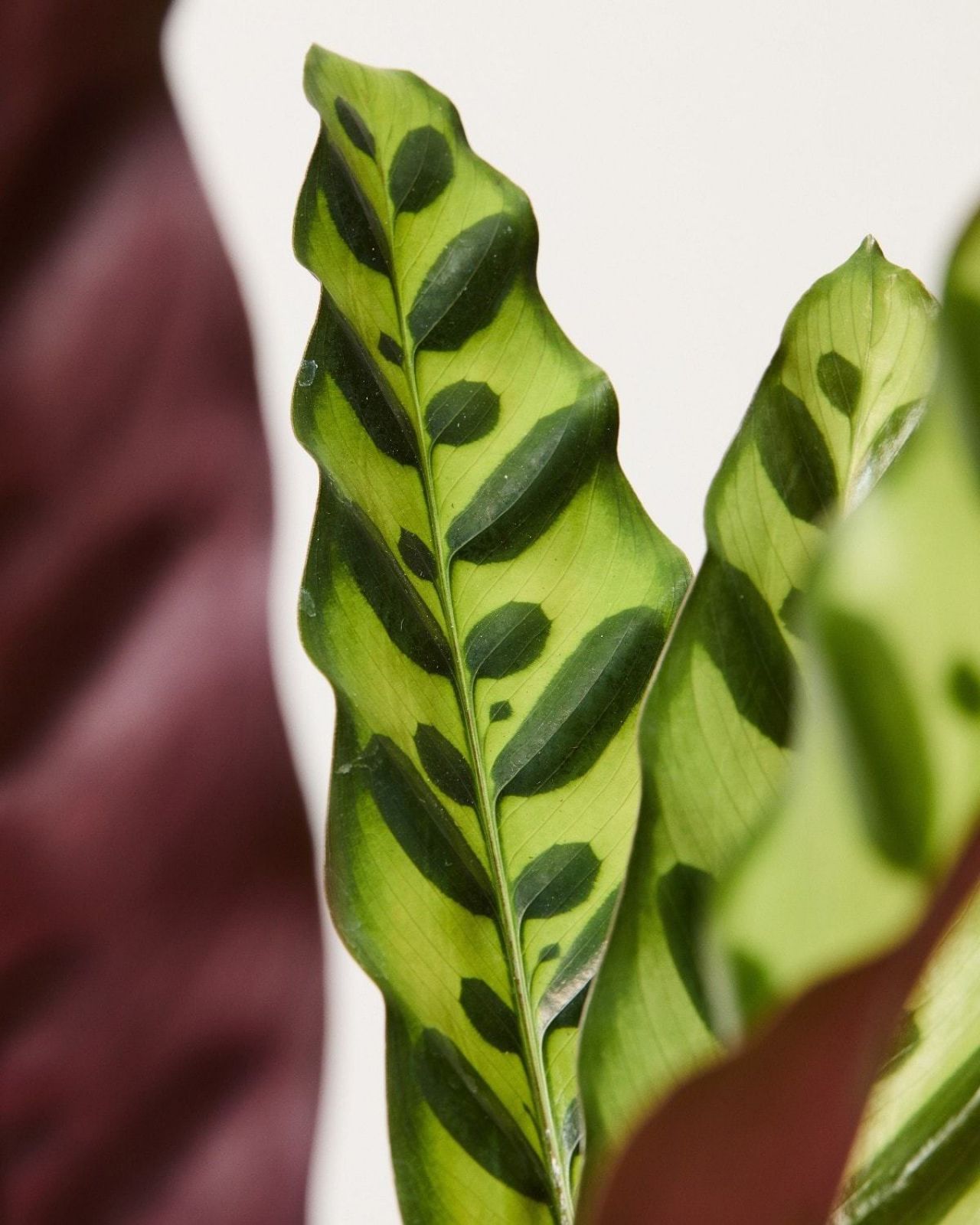 Calathea Rattlesnake | Calathea Lancifolia | Indoor Plants ...