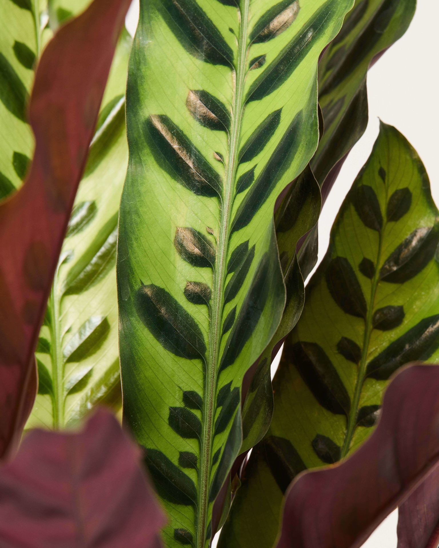 Calathea Rattlesnake | Calathea Lancifolia | The Stem