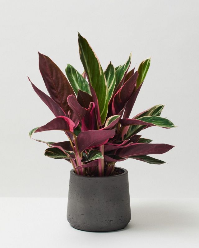Calathea Pin Stripe | Calathea Ornata | Indoor Plants & Houseplants ...