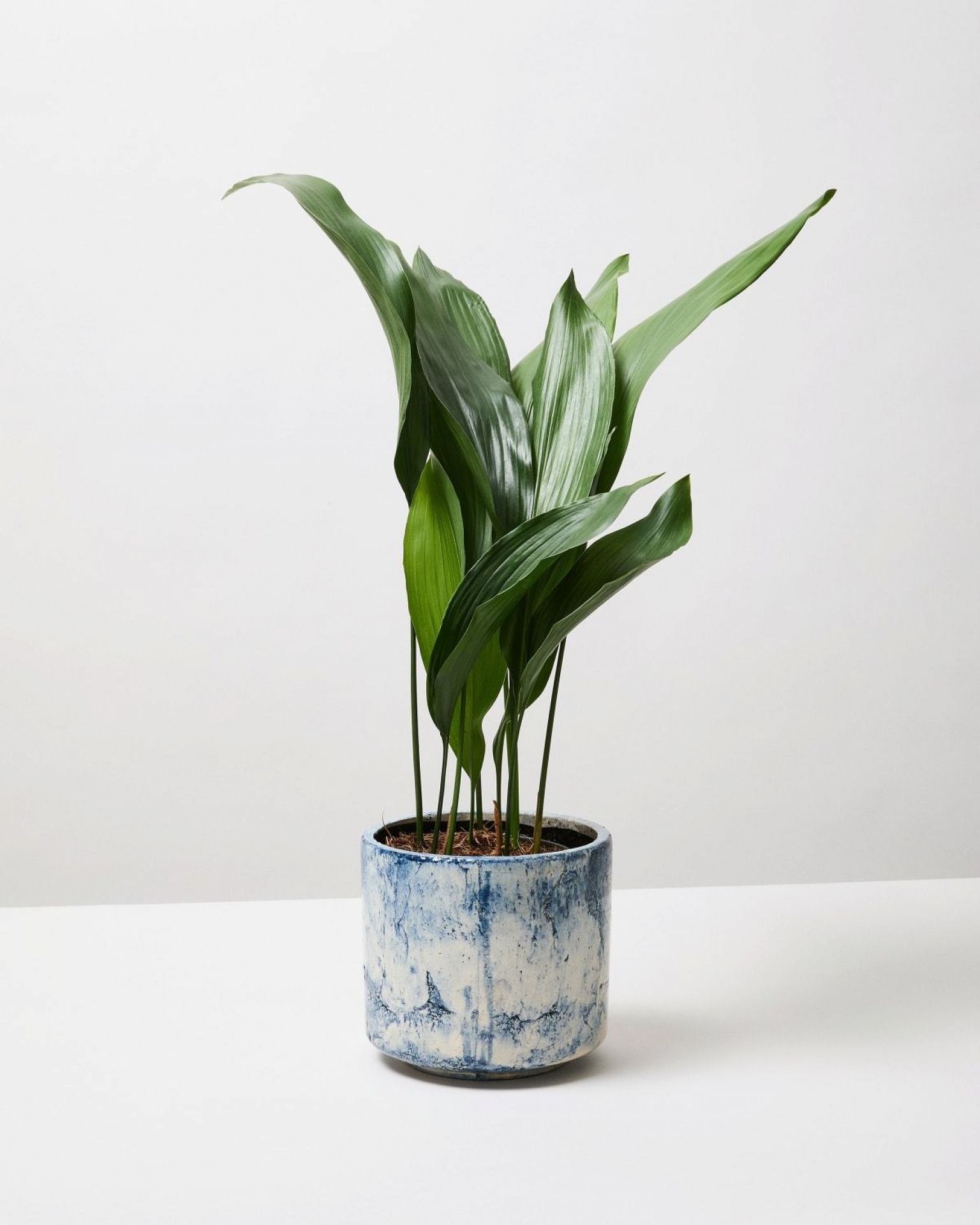 Cast Iron Plant | Aspidistra elatior | Indoor Plants & Houseplants ...