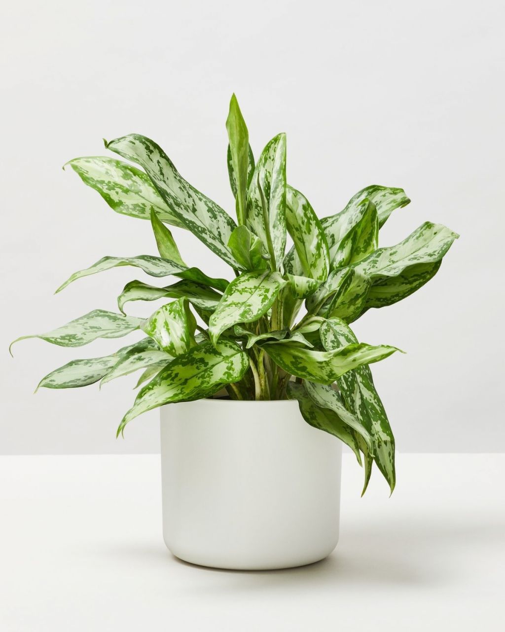 Aglaonema 'Silver Queen'