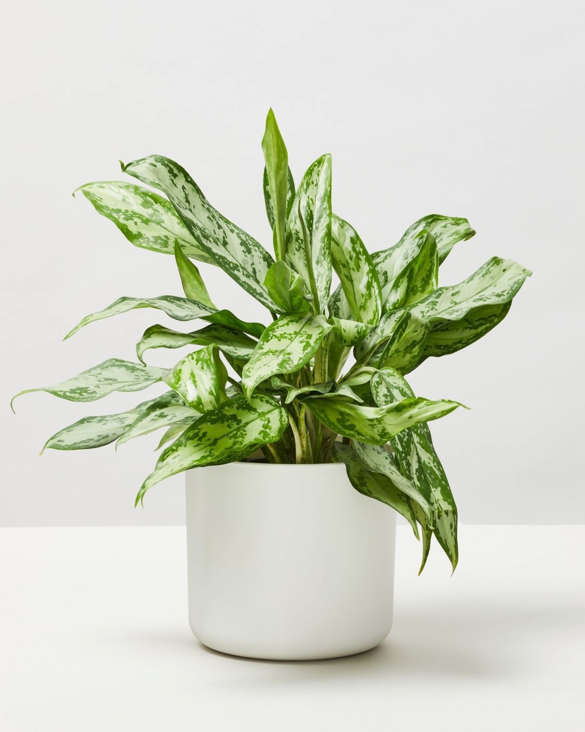 Aglaonema 'Silver Queen'