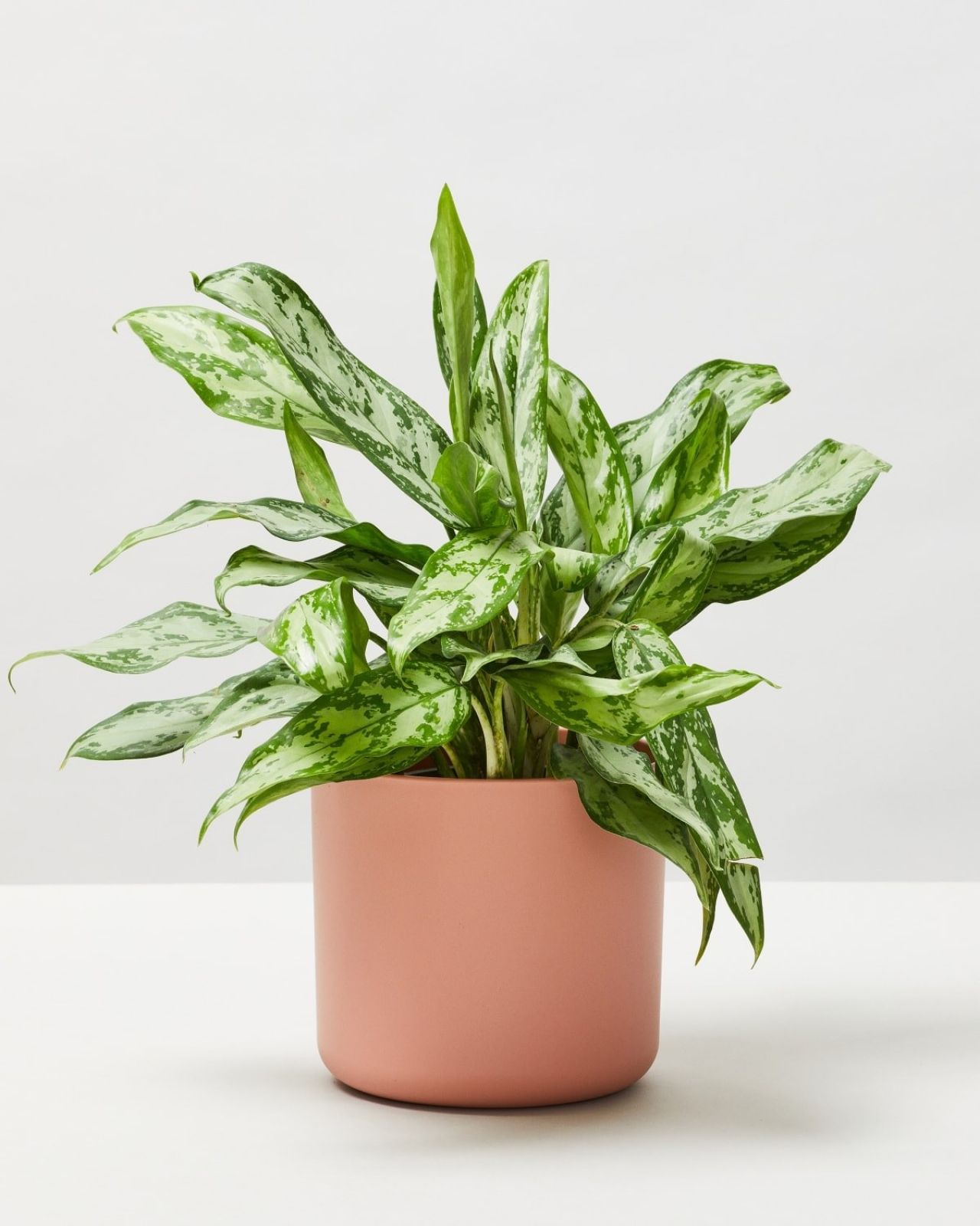 Aglaonema 'Silver Queen'