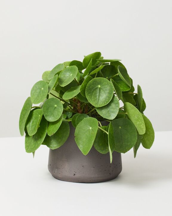 Money Tree | Pachira Aquatica | Plant Delivery London | The Stem