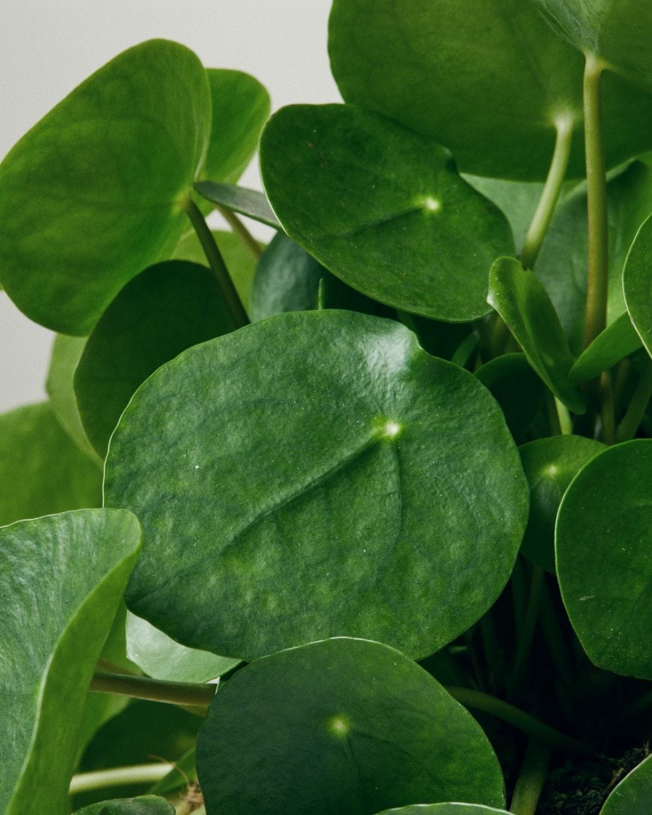 Chinese Money Plant | Pilea Peperomioides | Houseplants | The Stem