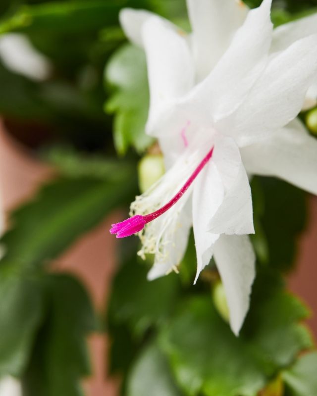 Christmas Cactus White