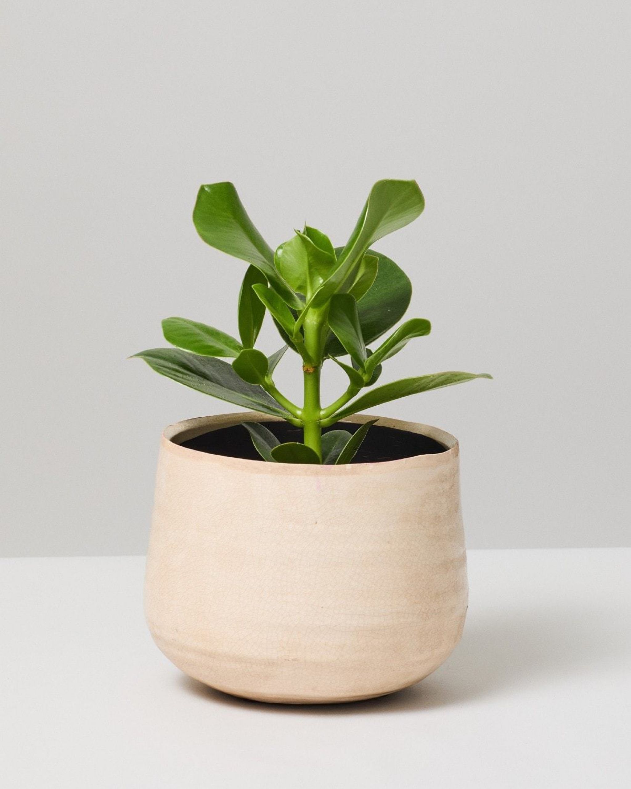 Clusia Rosea Princess | Indoor Plants | The Stem