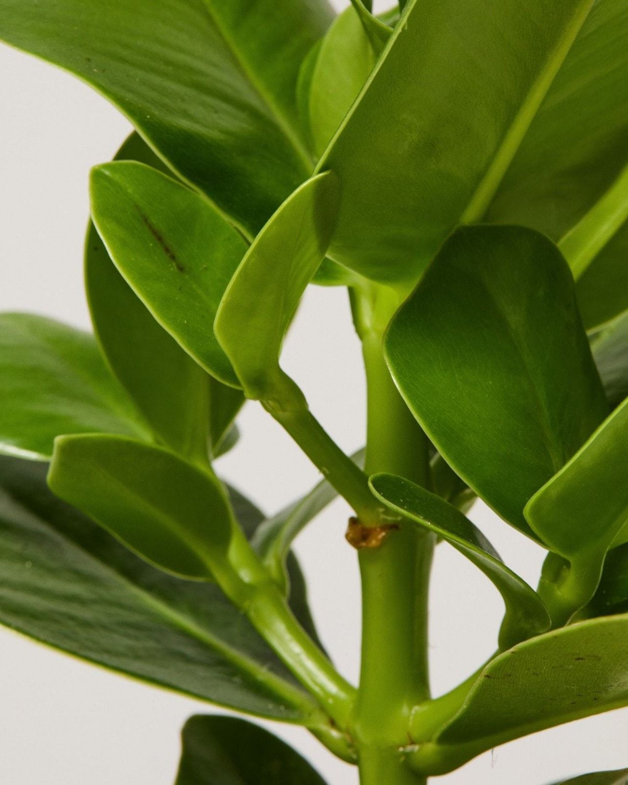 Clusia Rosea Princess | Indoor Plants | The Stem