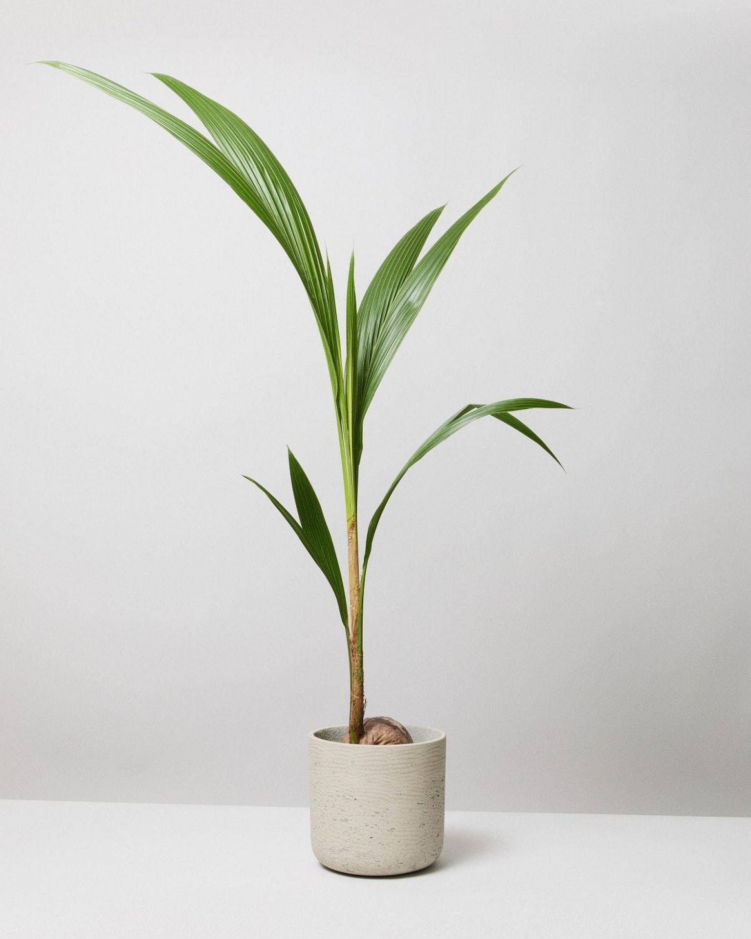 Coconut Palm | Cocos Nucifera | Indoor Plants & Houseplants | The Stem