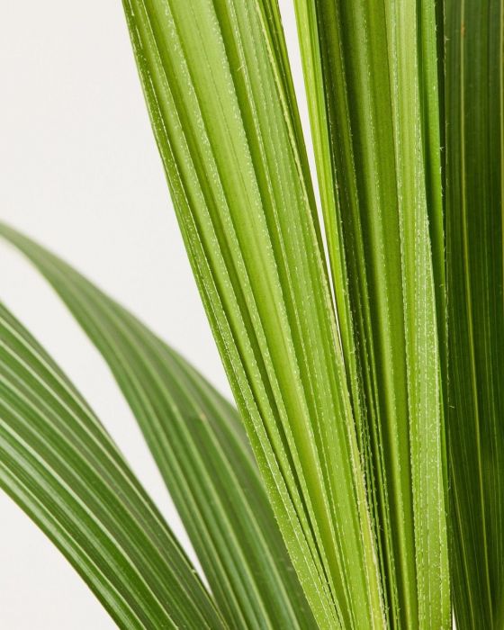 Coconut Palm | Cocos Nucifera | Indoor Plants & Houseplants | The Stem