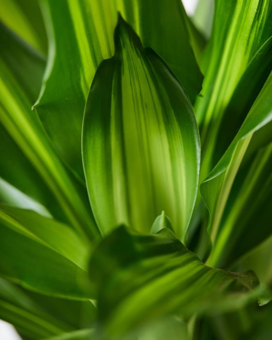 Corn Plant | Dracaena Fragrans | The Stem