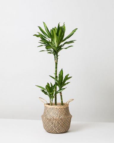 Corn Plant | Dracaena Fragrans | Houseplants | The Stem