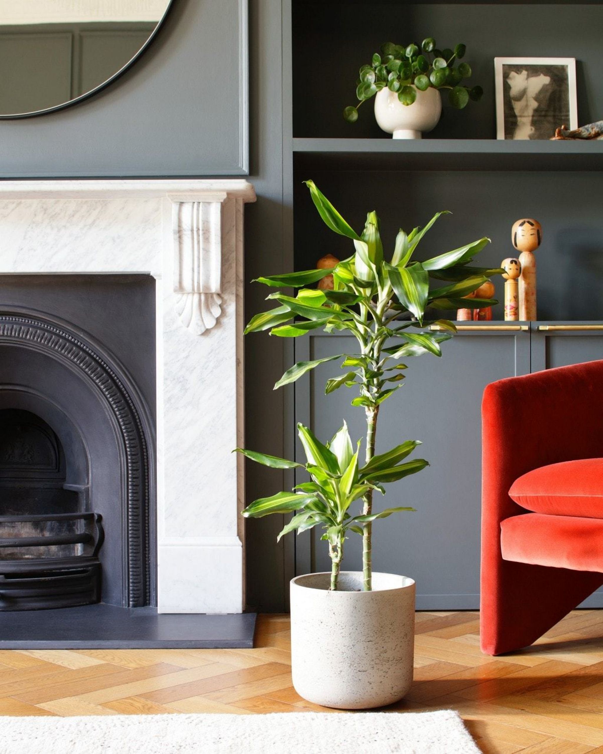 Corn Plant | Dracaena Fragrans | Houseplants | The Stem