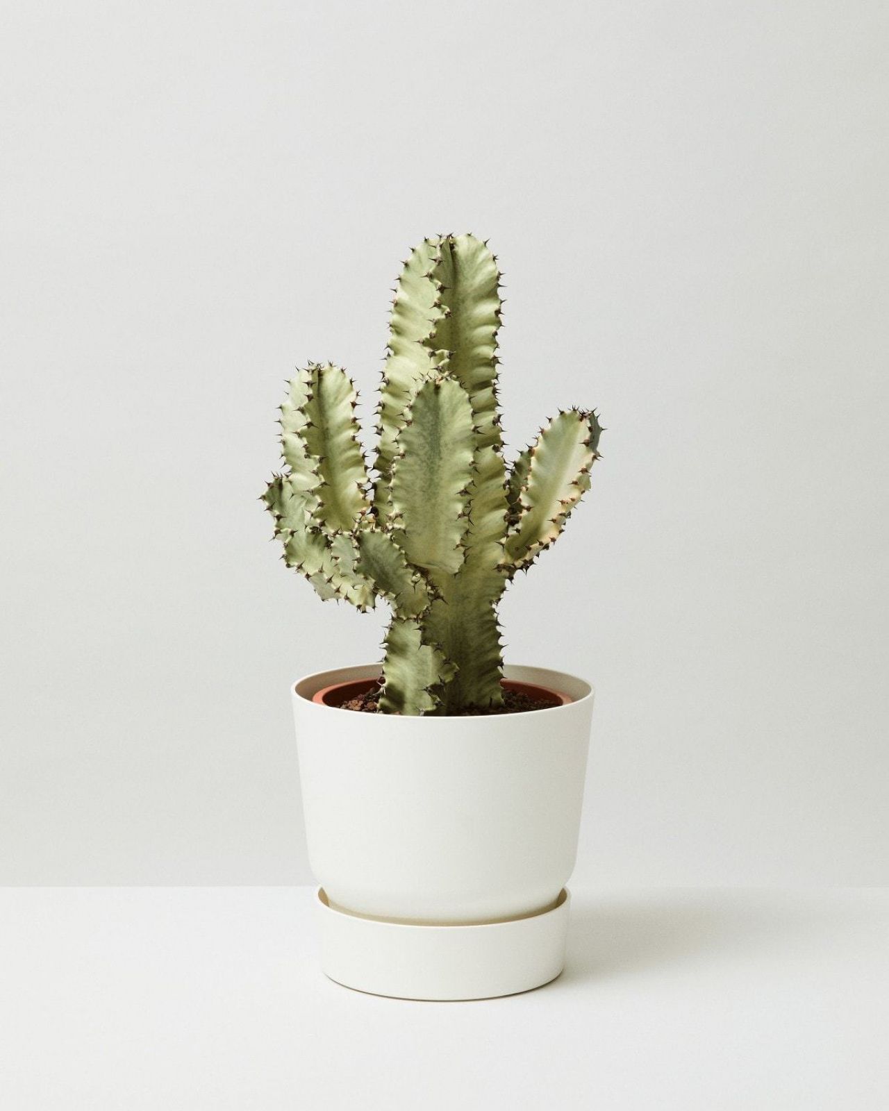 Cowboy Cactus Variegated | Euphorbia Ingens Marmorata | Indoor Plants ...