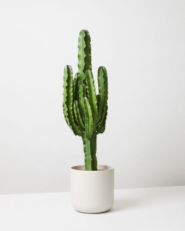 How to Look After a Cactus or Succulent | The Stem