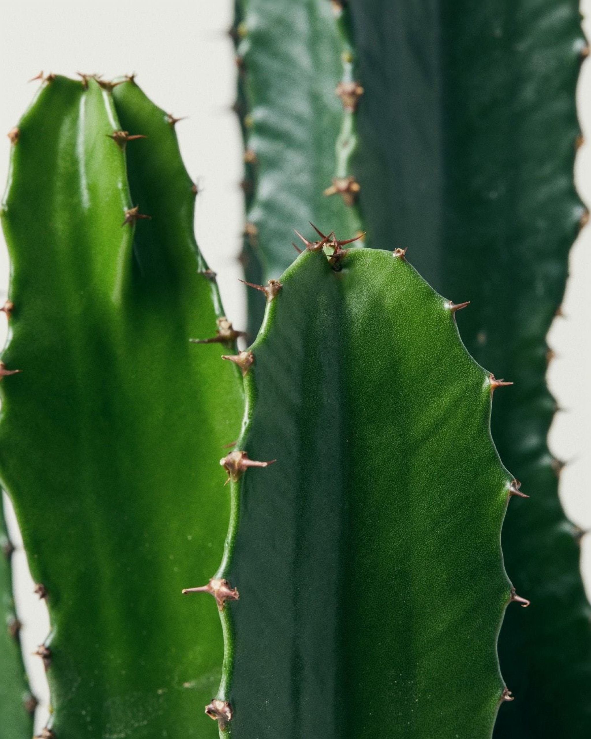 Cowboy Cactus | Euphorbia Ingens | Indoor Plants & Houseplants | The Stem