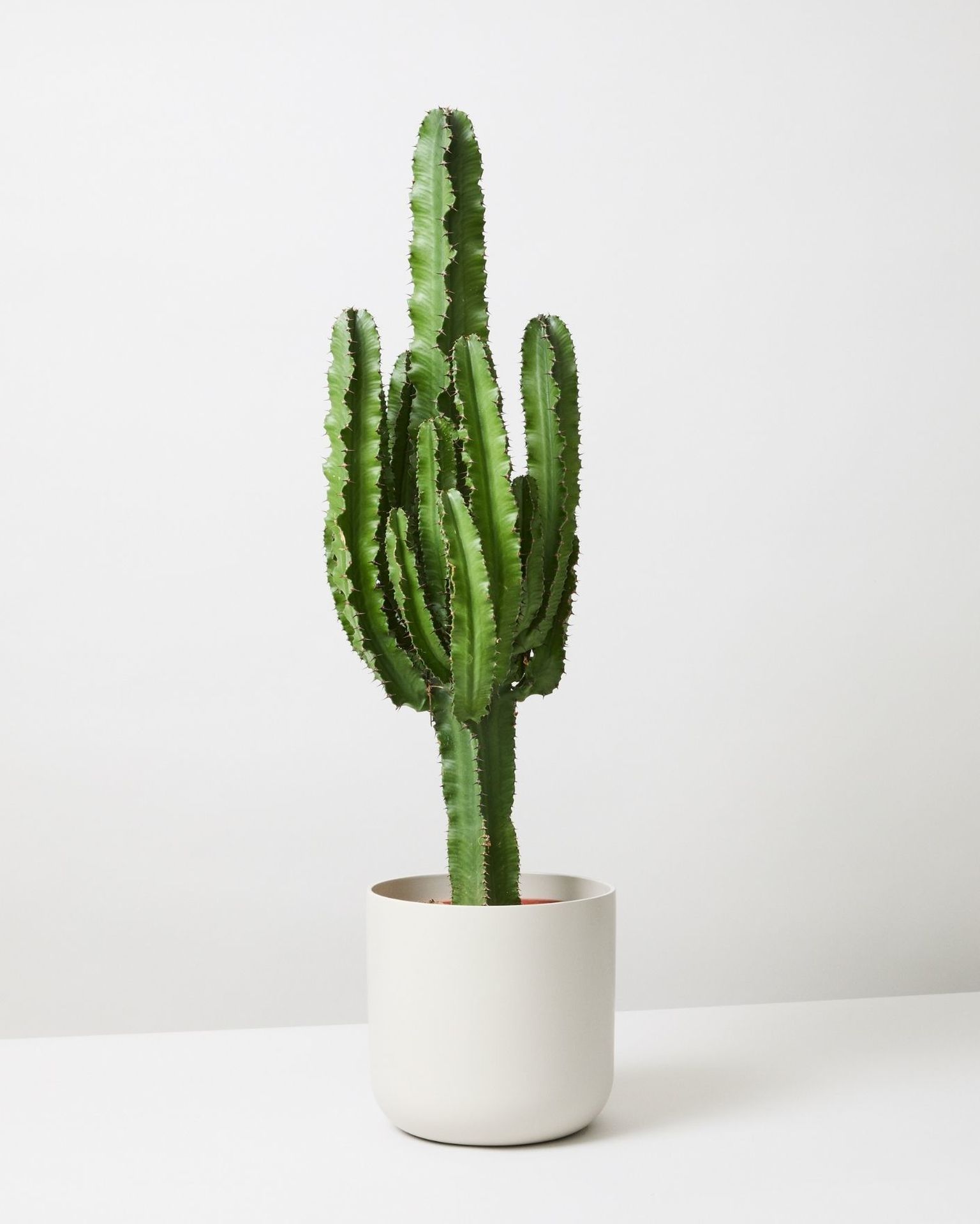 Cowboy Cactus | Euphorbia Ingens | Indoor Plants Delivered London | The ...